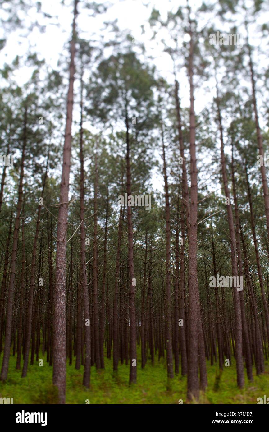 Landes pine hi-res stock photography and images - Alamy
