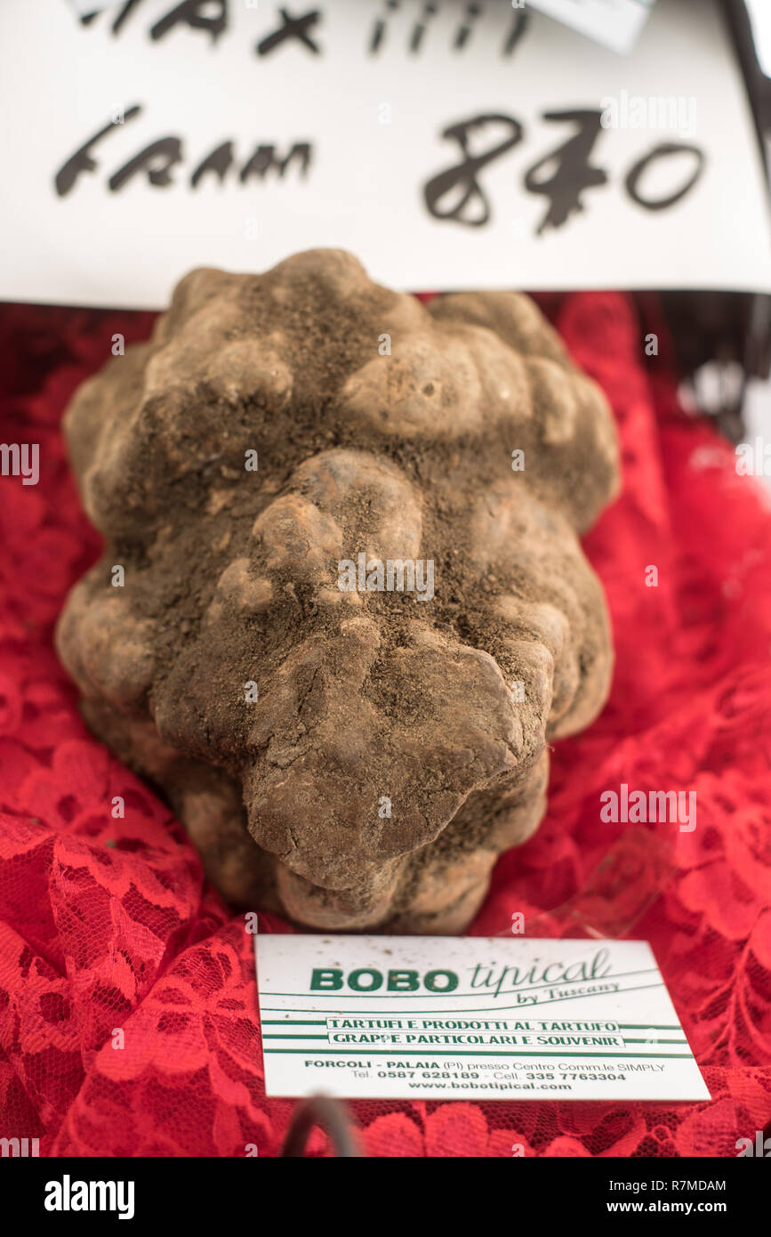 Geant White truffle. Tuber Magnatum Pico, record weight for the year ...