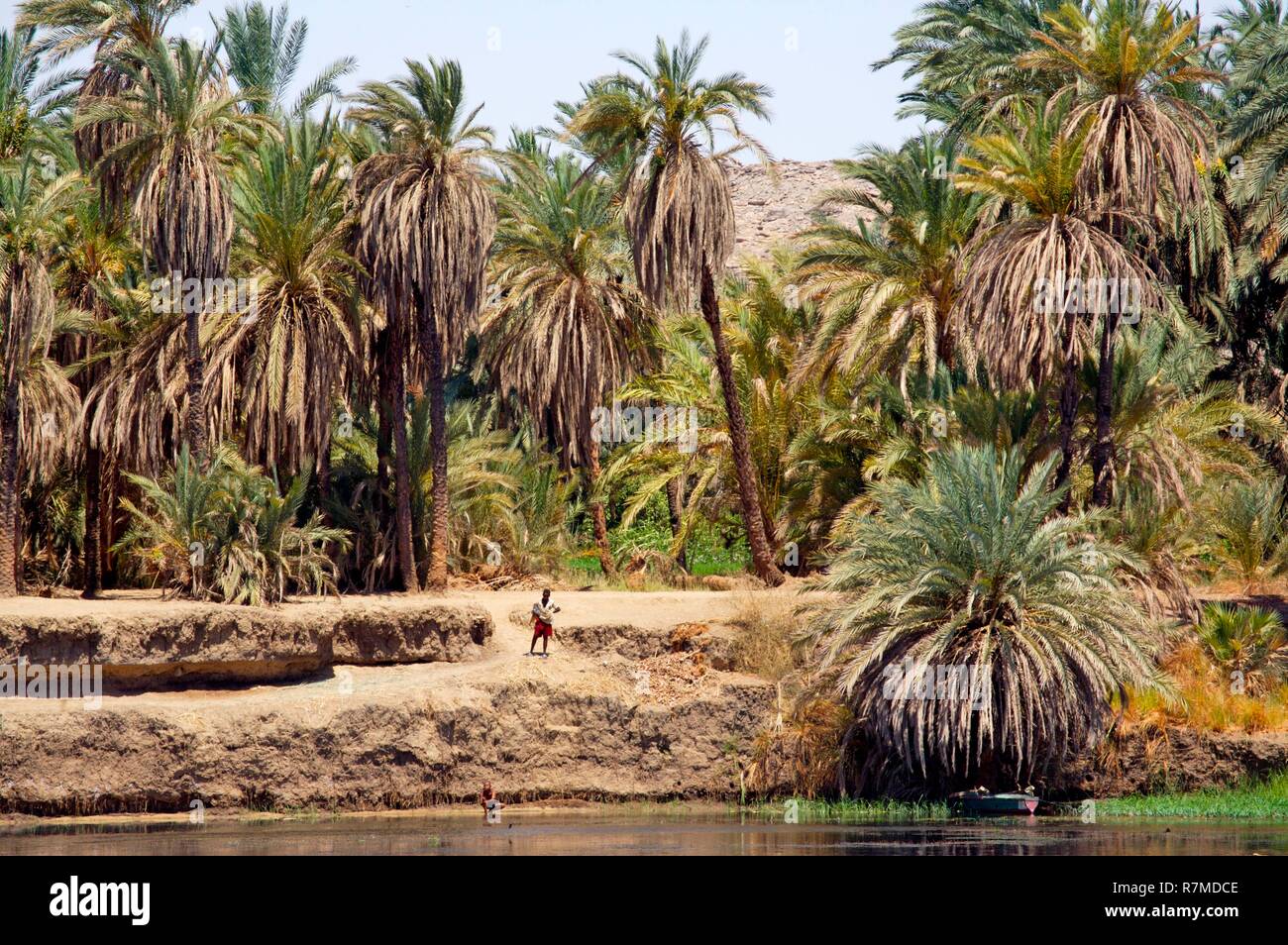 Vegetation egypt hi-res stock photography and images - Alamy
