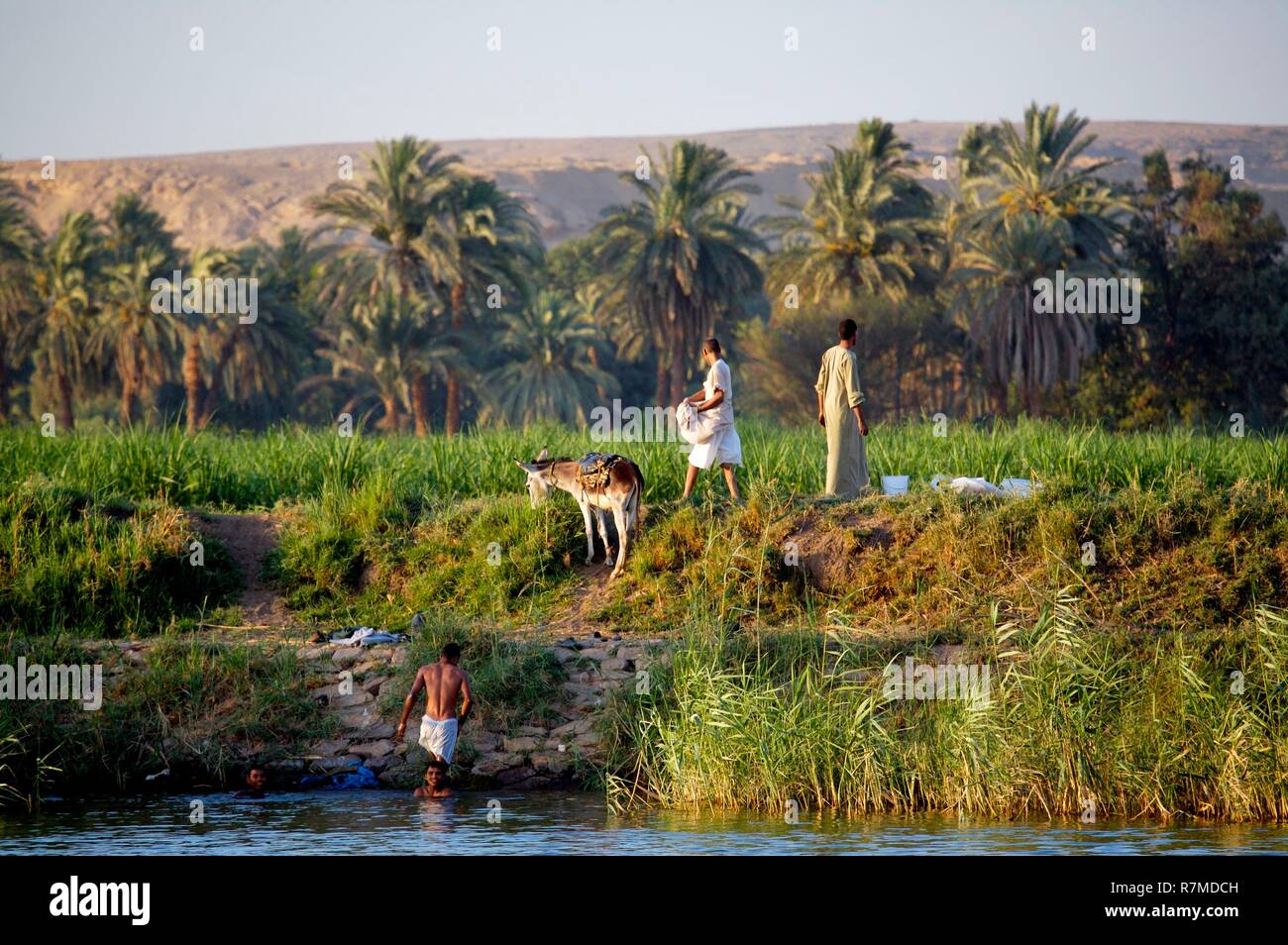 Vegetation nile river hi-res stock photography and images - Alamy