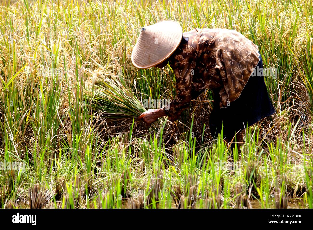 Central java agriculture hi-res stock photography and images - Alamy