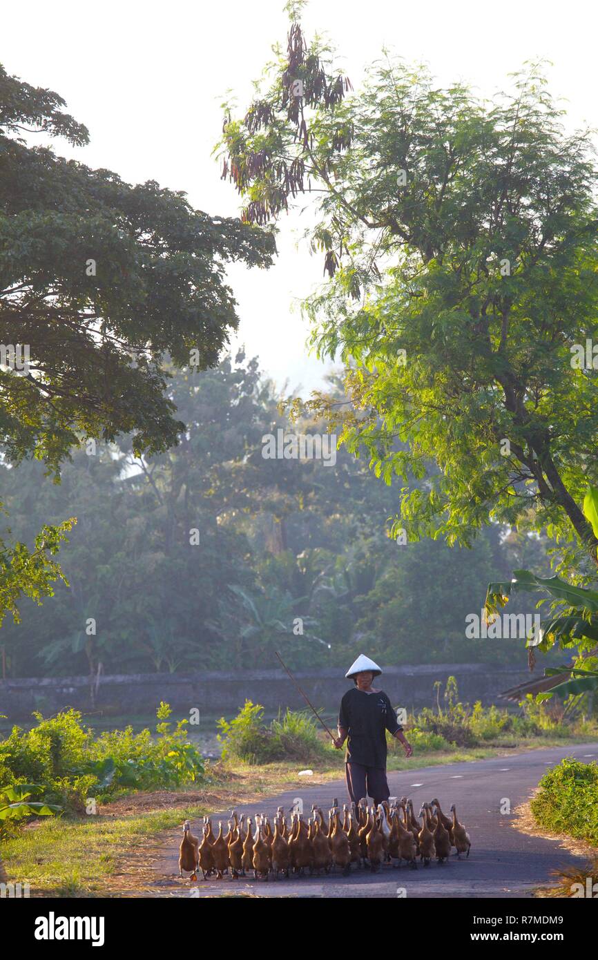 Java agriculture hi-res stock photography and images - Alamy