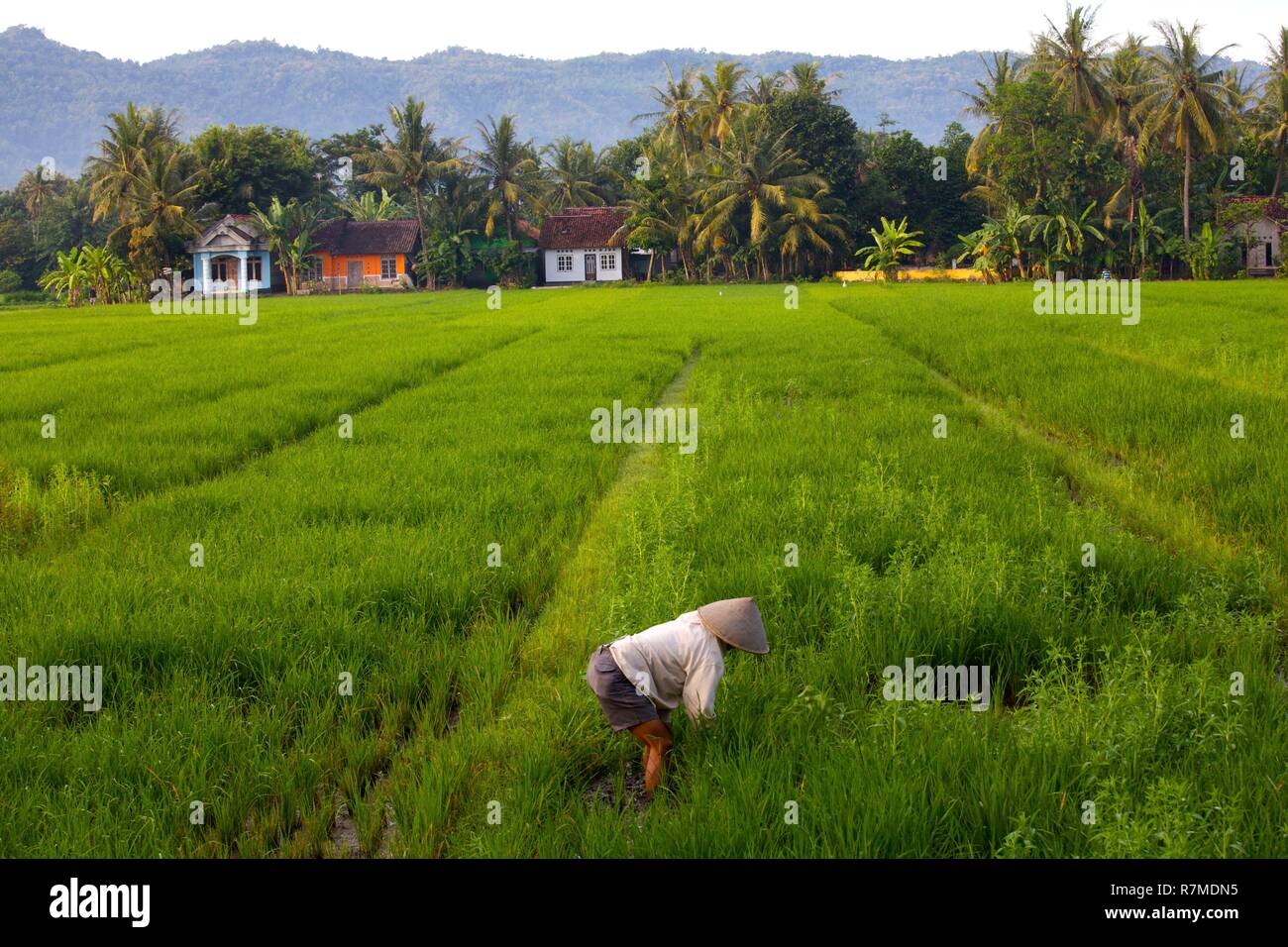 Indonesia, Java, Central Java, rice field work Stock Photo - Alamy