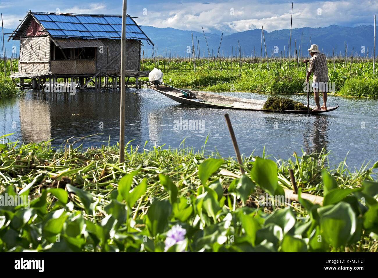 Myanmar, Shan State, Taunggyi District, Inle Lake, floating gardens ...