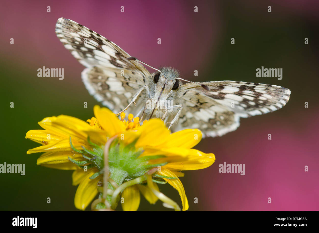 White Checkered-Skipper, Burnsius albezens, nectaring from Skeleton ...