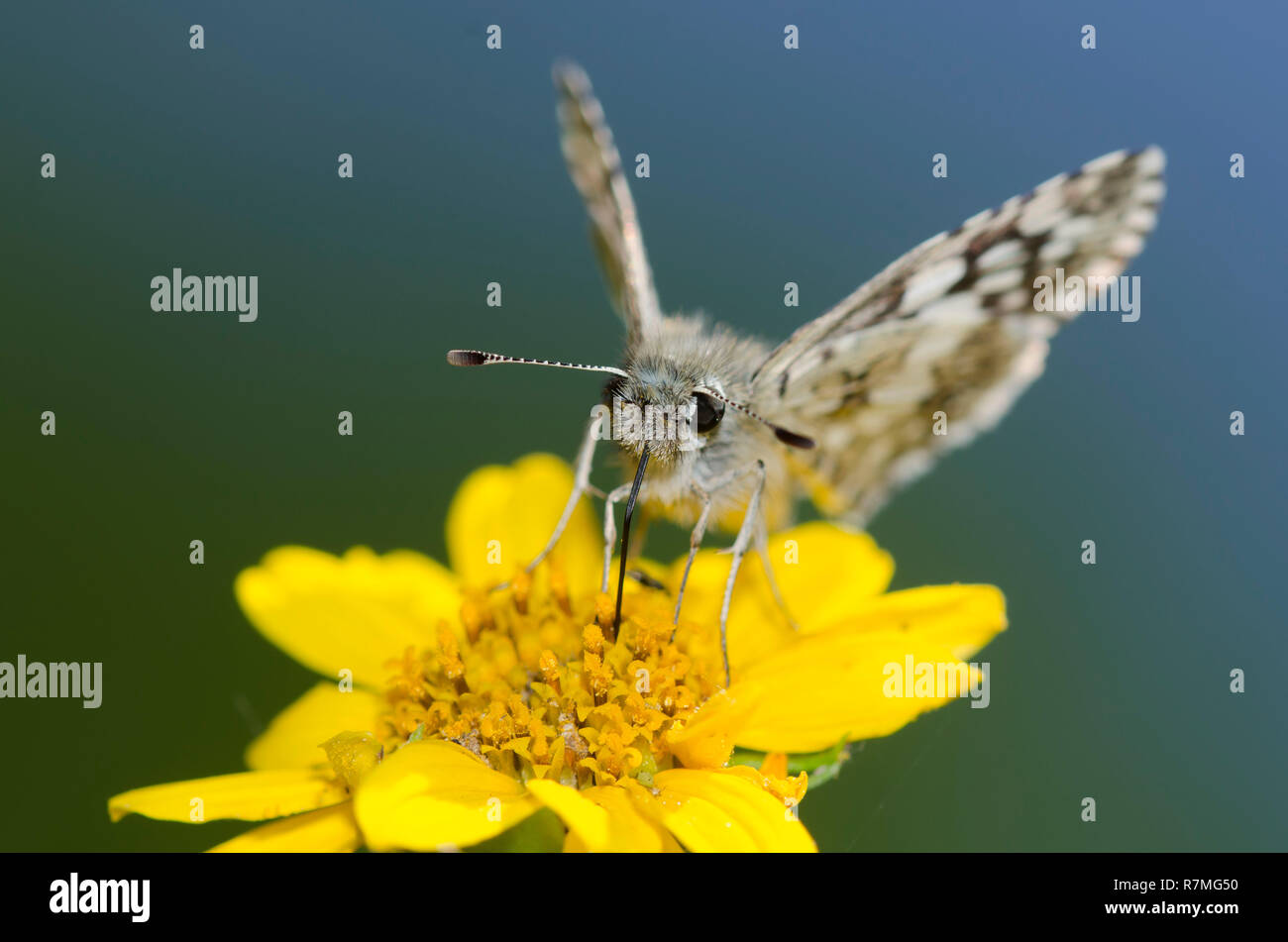 White Checkered-Skipper, Burnsius albezens, nectaring from Skeleton ...
