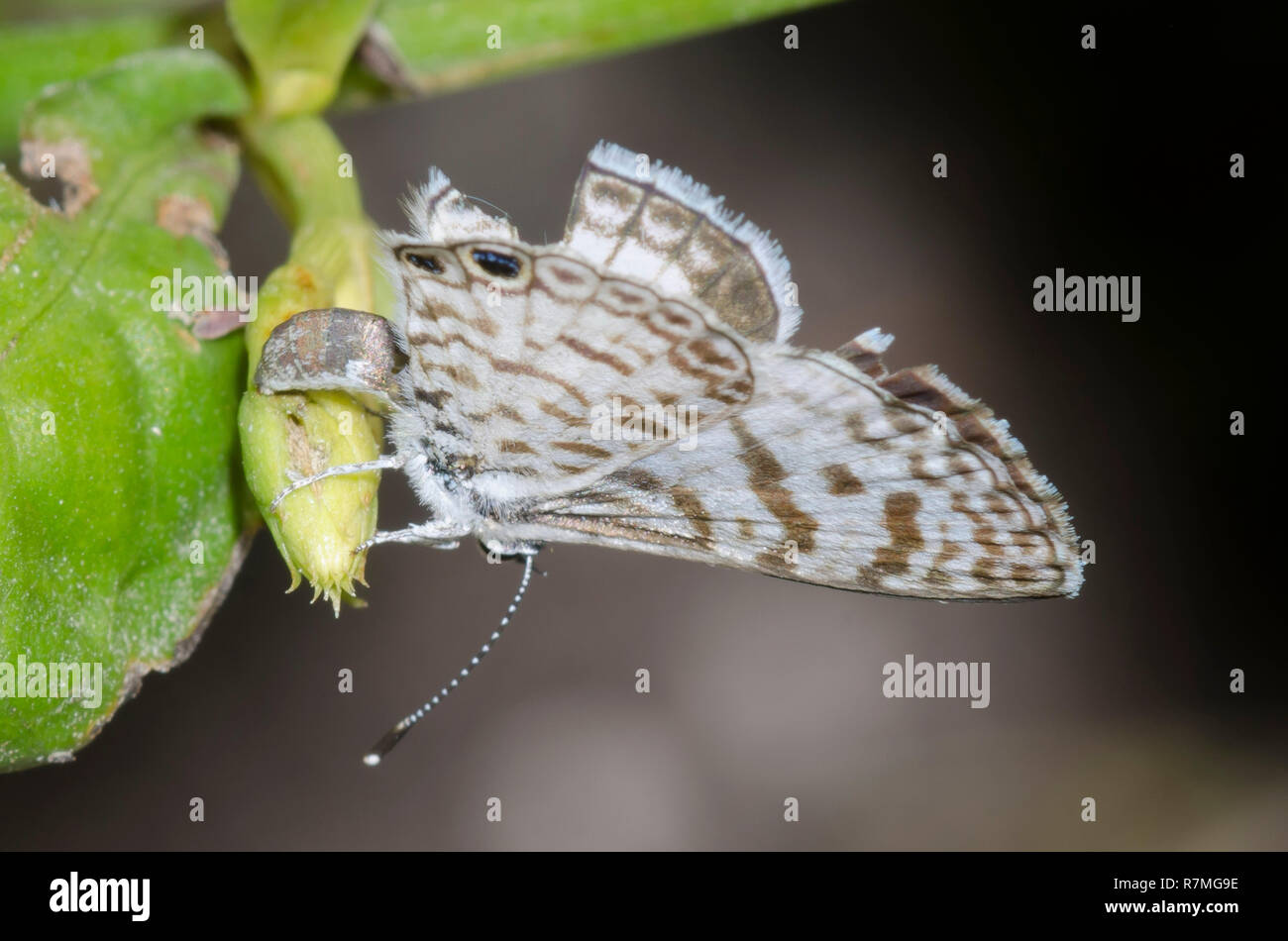 Cassius blue butterfly hi-res stock photography and images - Alamy