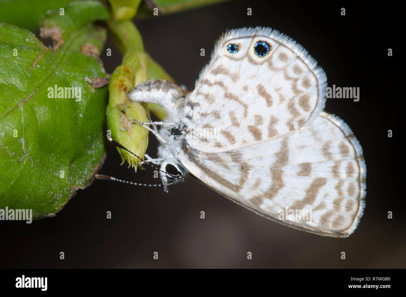 Cassius blue butterfly hi-res stock photography and images - Alamy