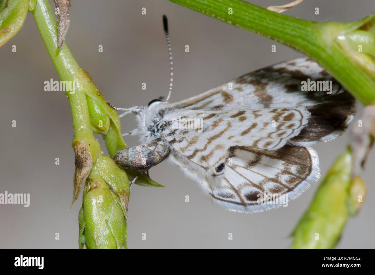Cassius Blue, Leptotes cassius, female ovipositing Stock Photo - Alamy