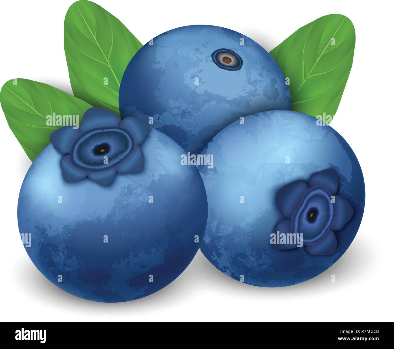 Blueberry icon. Realistic illustration of blueberry vector icon for web ...