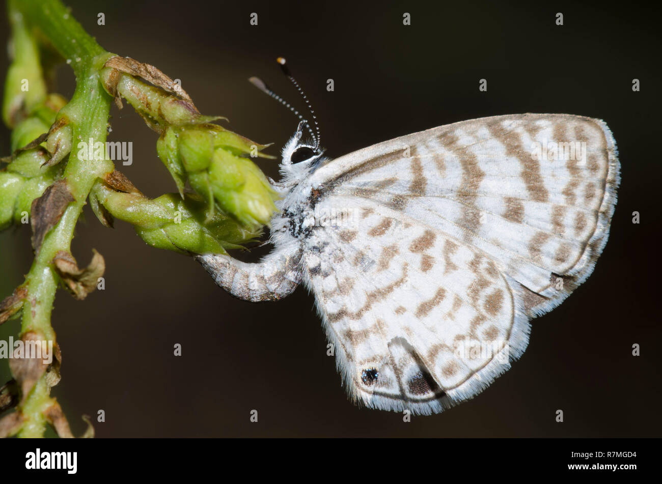 Cassius blue butterfly hi-res stock photography and images - Alamy