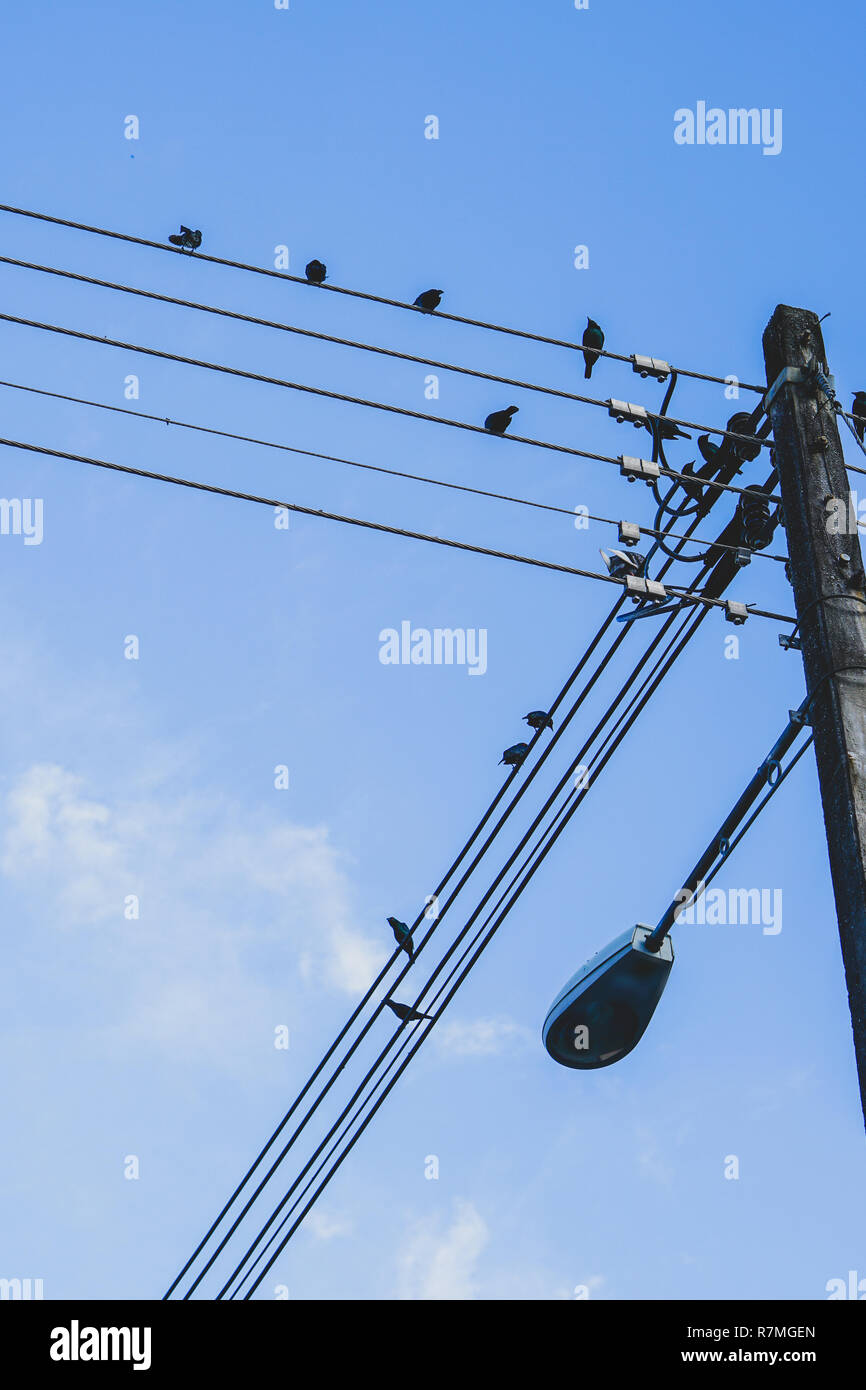 Group of birds is sitting on the power line cable on the cloudy sky ...