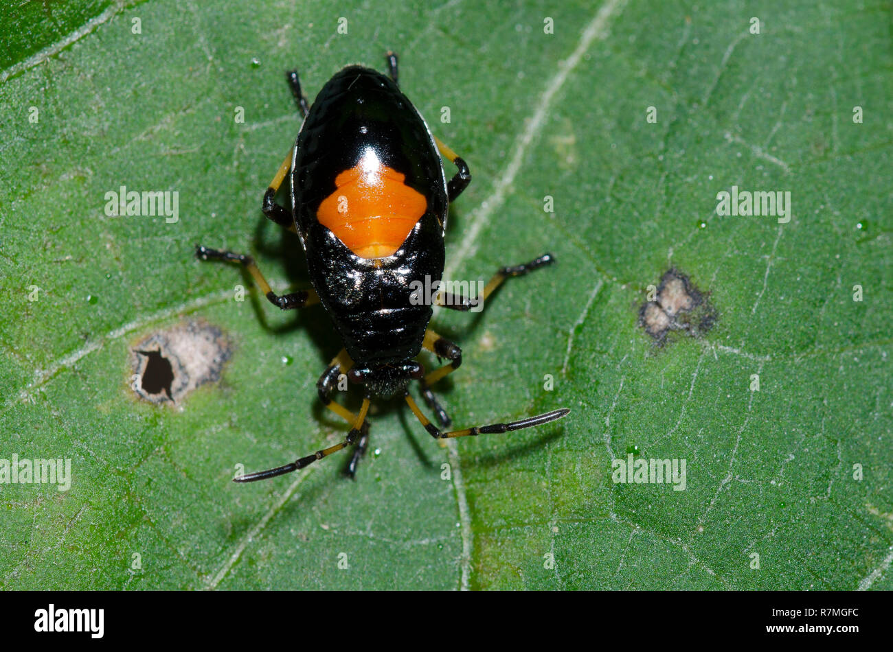 Largus sp hi-res stock photography and images - Alamy