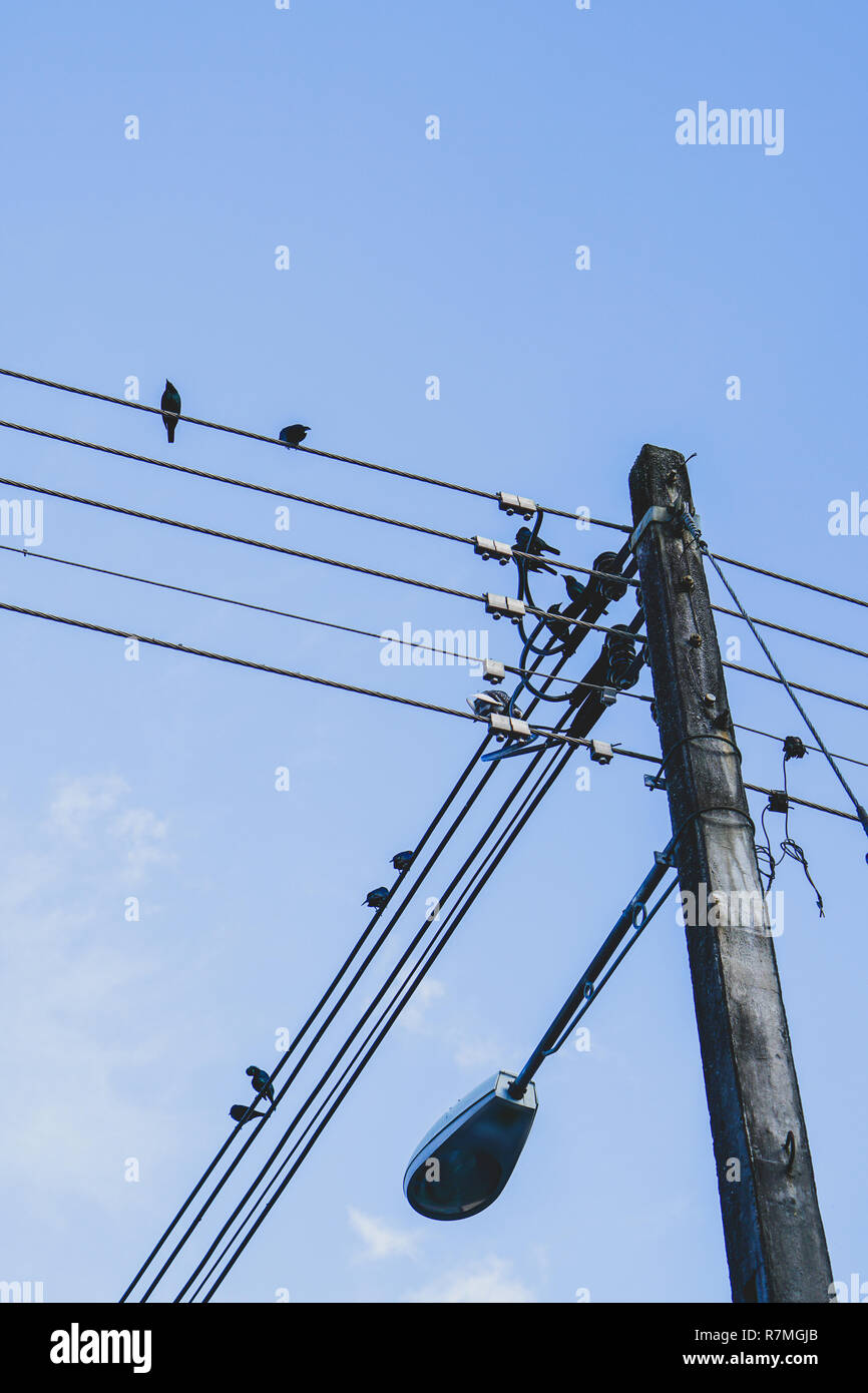 Group of birds is sitting on the power line cable on the cloudy sky ...