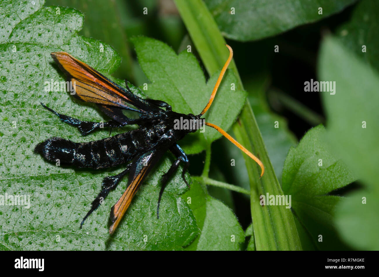 Clearwing Moth, Alcathoe autumnalis, female Stock Photo - Alamy
