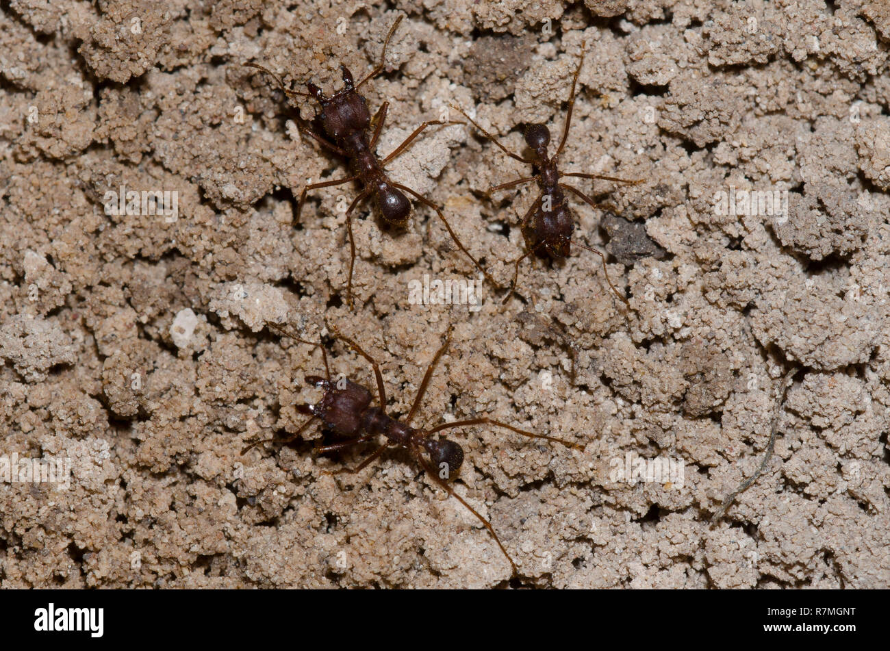 Texas Leaf Cutting Ants, Atta texana Stock Photo - Alamy