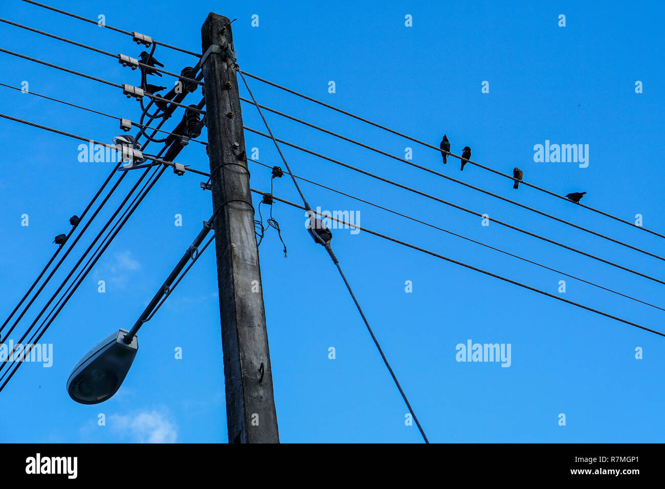 Group of birds is sitting on the power line cable on the cloudy sky ...