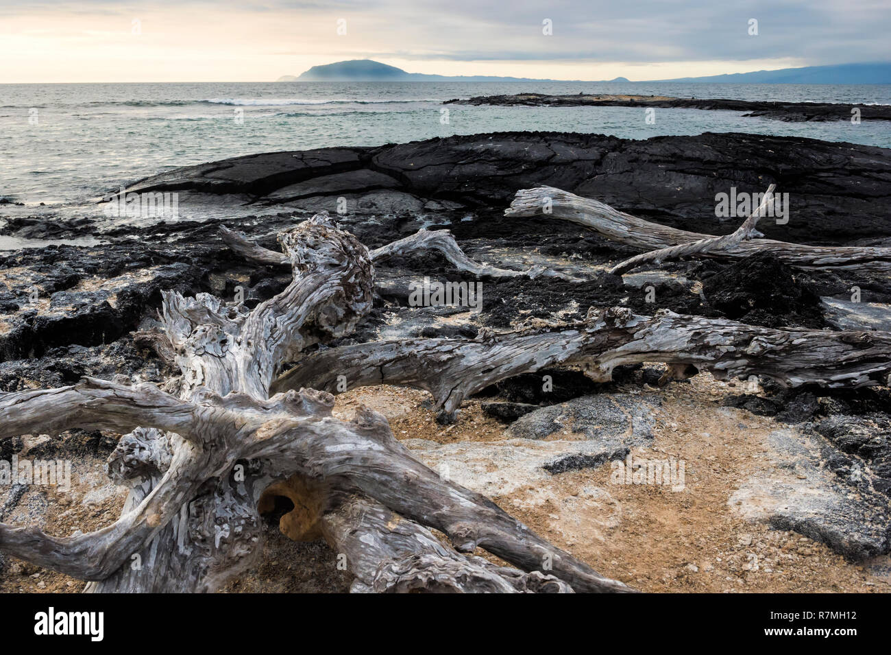 Dead trees on the beach, Punta Espinoza, Fernandina Island, Galápagos ...