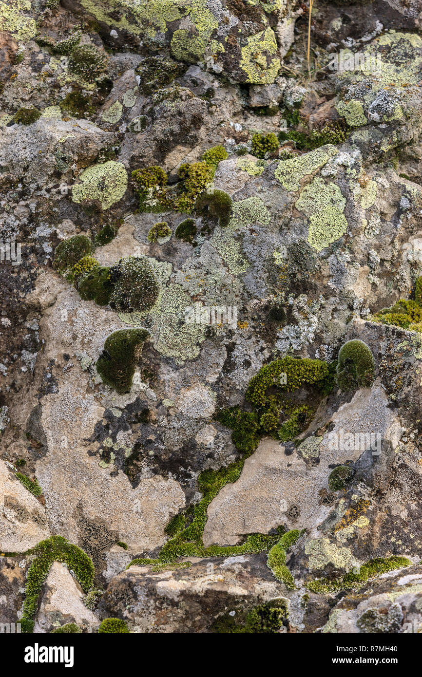 Backdrop of lichen on rock hi-res stock photography and images - Alamy