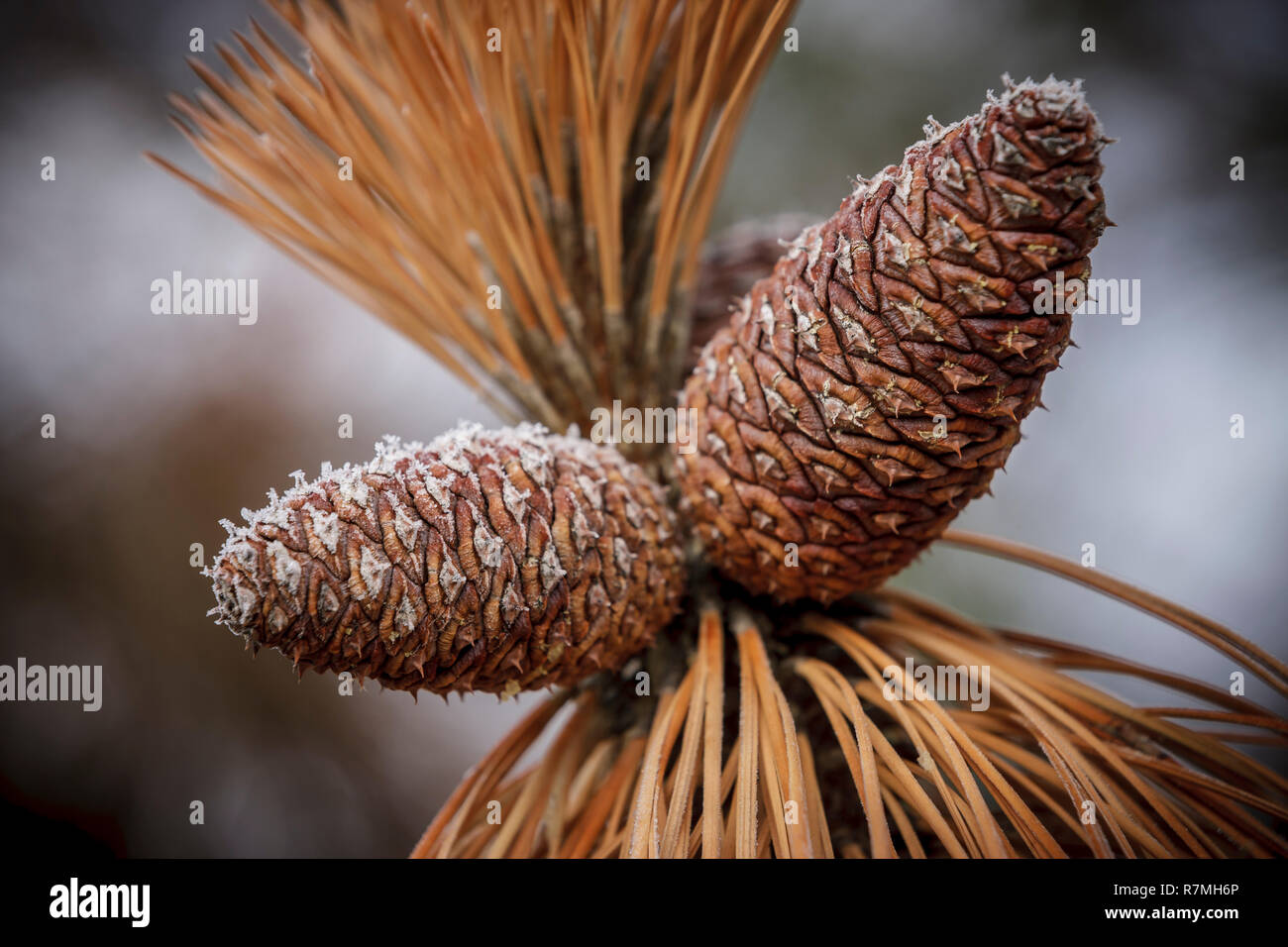 Layered cone hi-res stock photography and images - Alamy