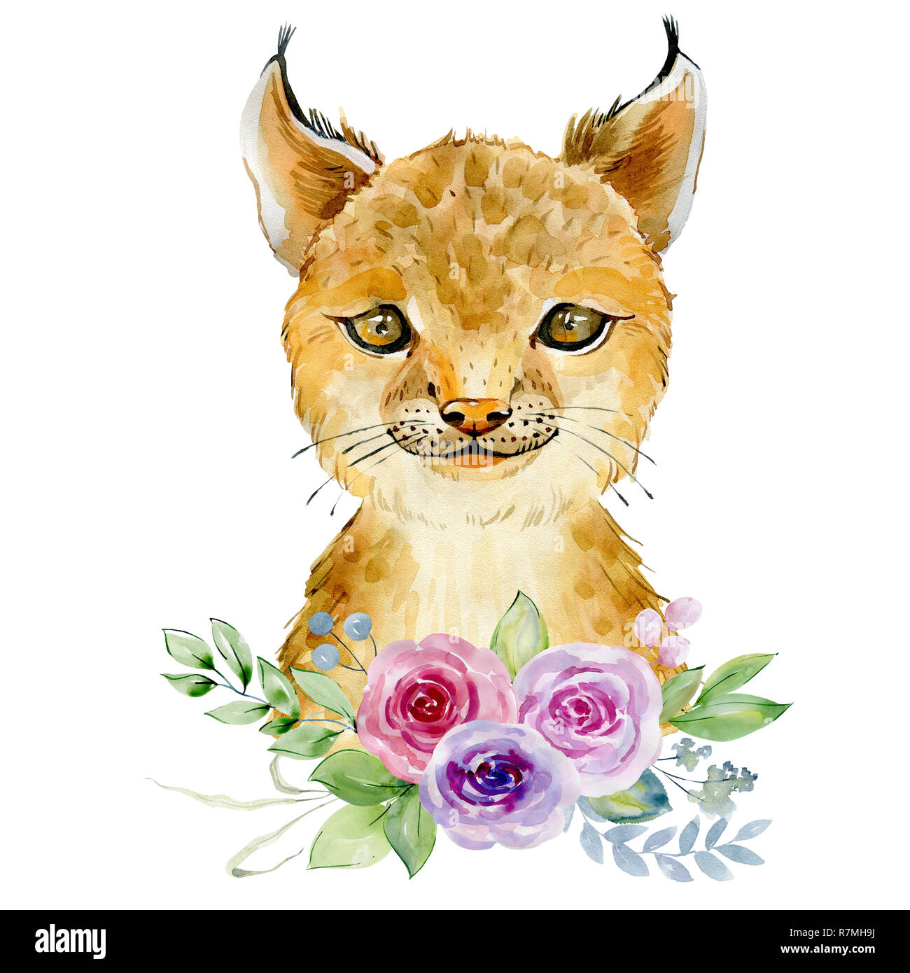 Bobcat Drawing High Resolution Stock Photography and Images - Alamy