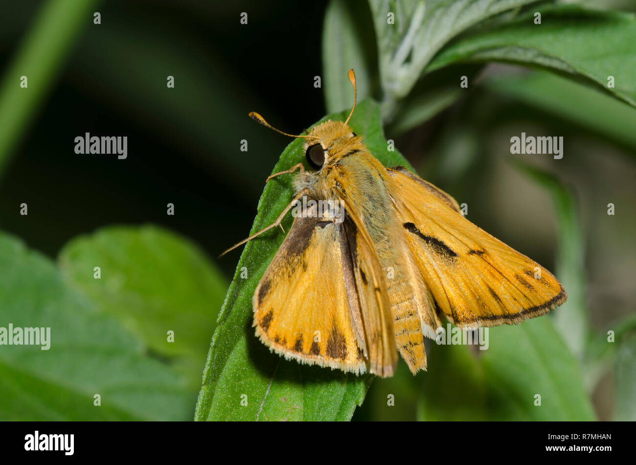 Fiery Skipper, Hylephila phyleus, male Stock Photo - Alamy