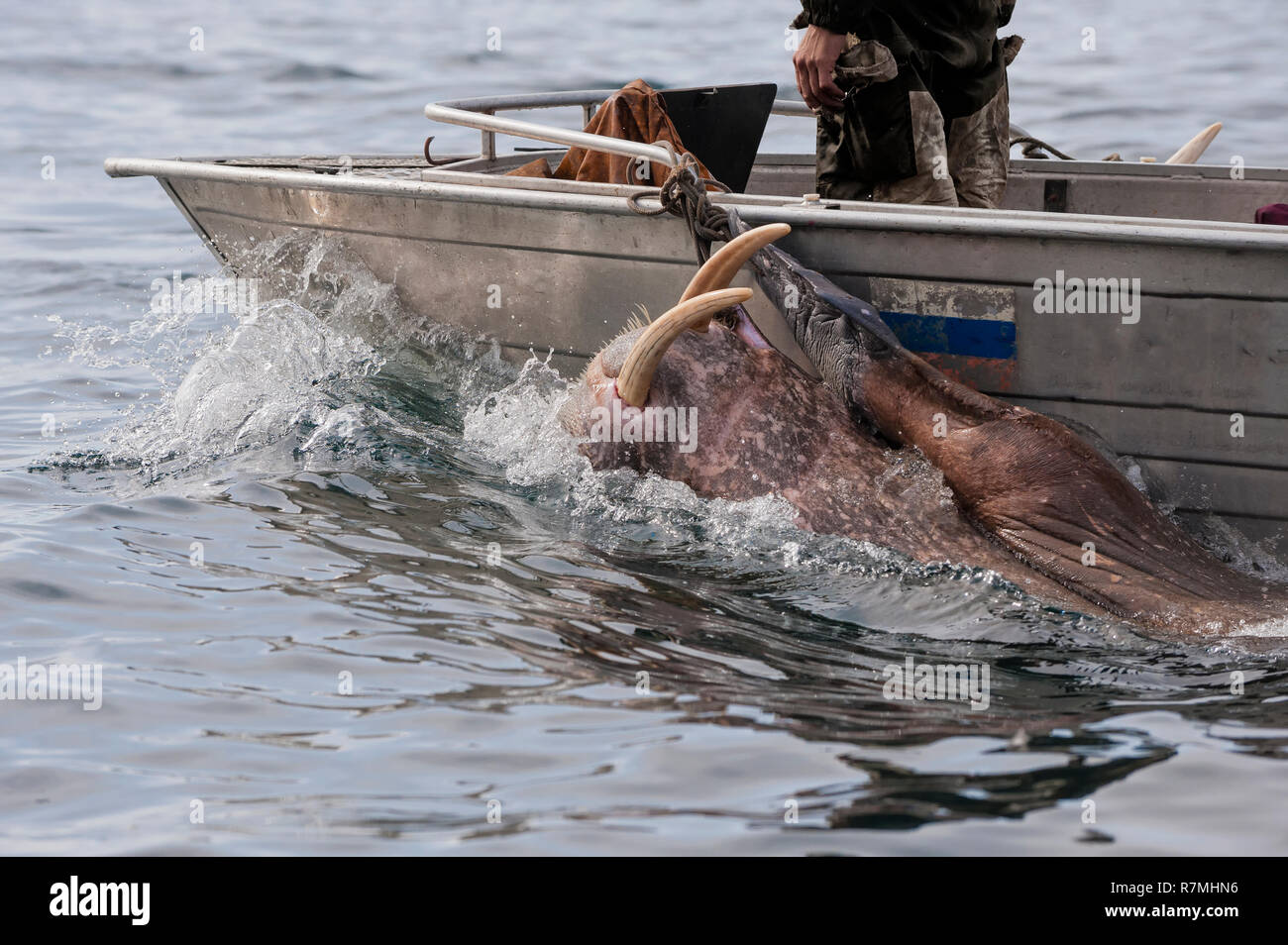 Walrus hunters, Chukotka, Russia Stock Photo - Alamy