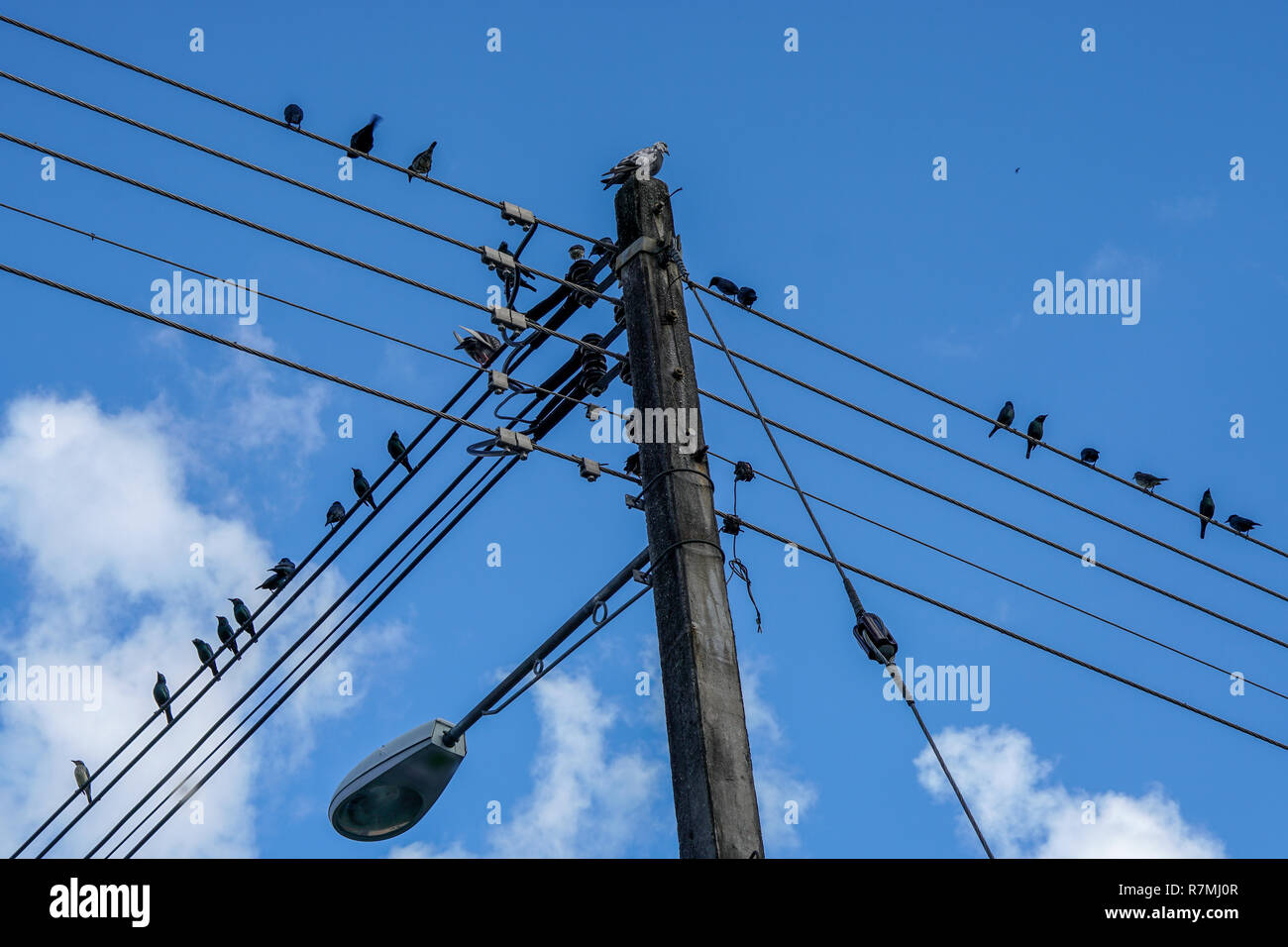 Group of birds is sitting on the power line cable on the cloudy sky ...