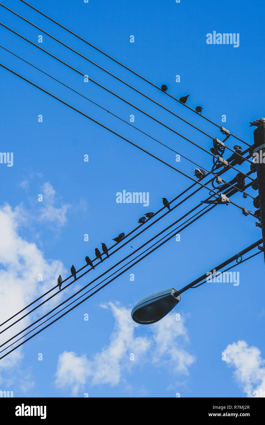 Group of birds is sitting on the power line cable on the cloudy sky ...