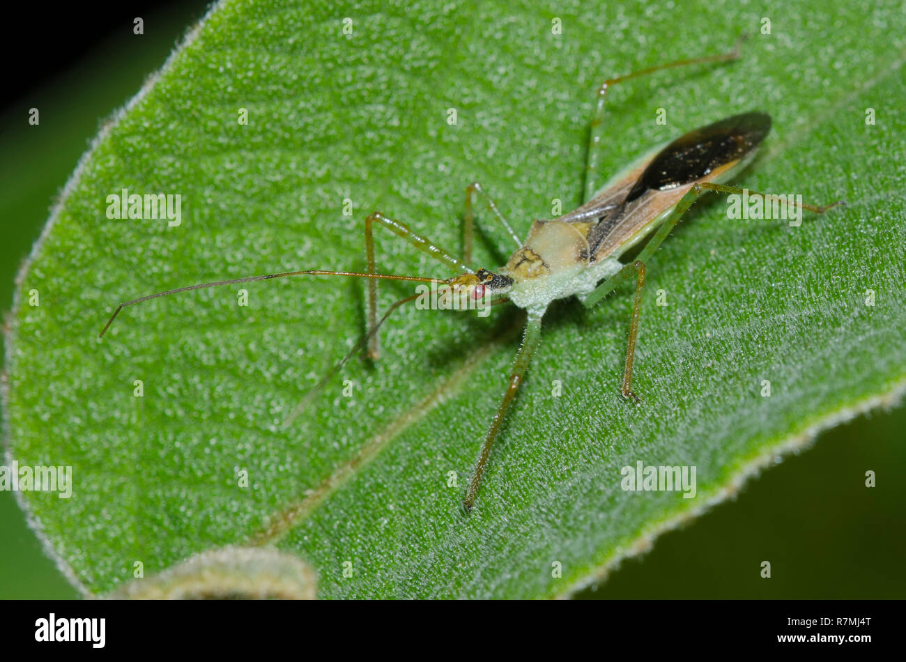 Leafhopper Assassin Bug, Zelus renardii Stock Photo - Alamy