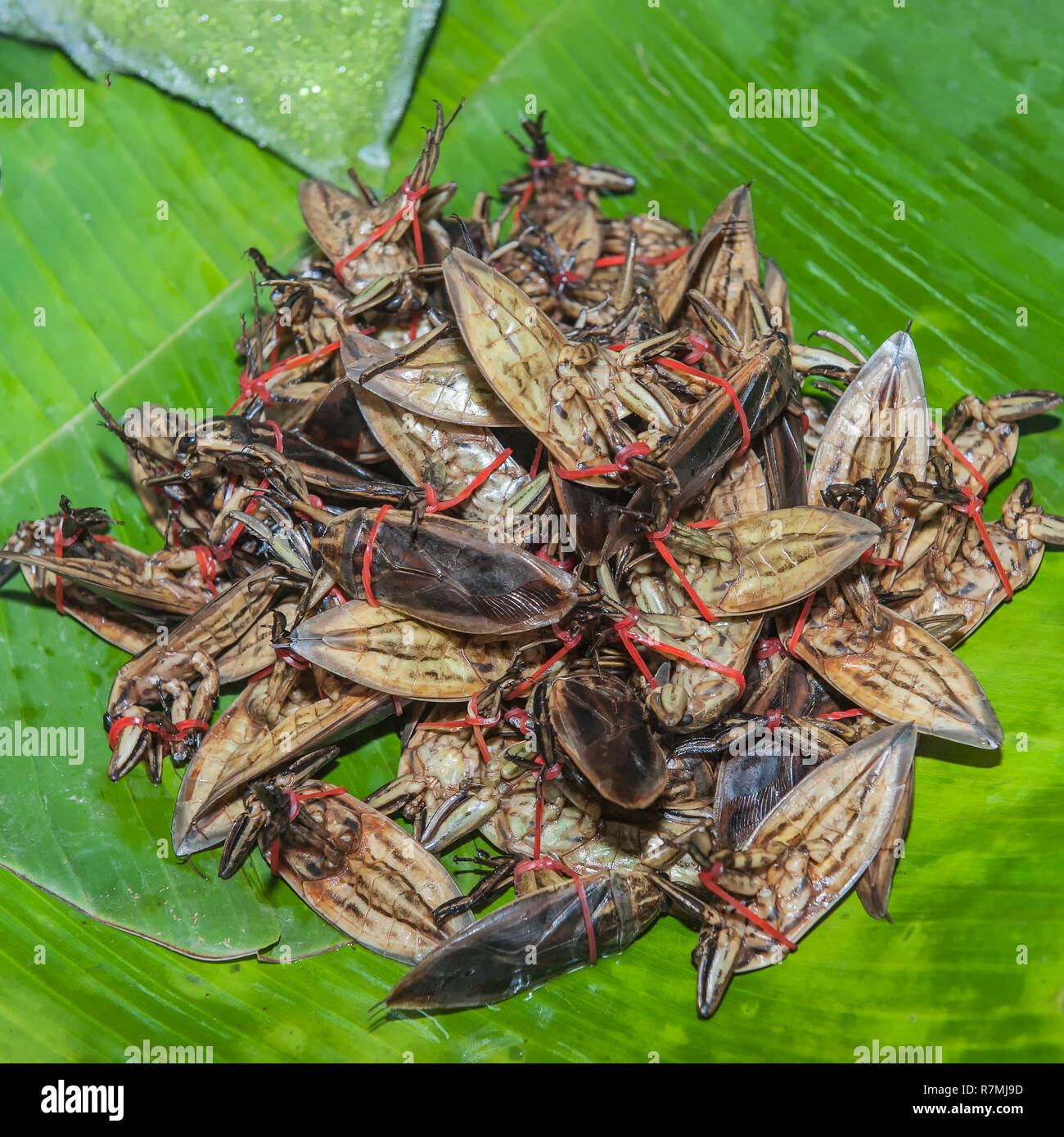 Insects For Sale Thailand High Resolution Stock Photography and Images ...
