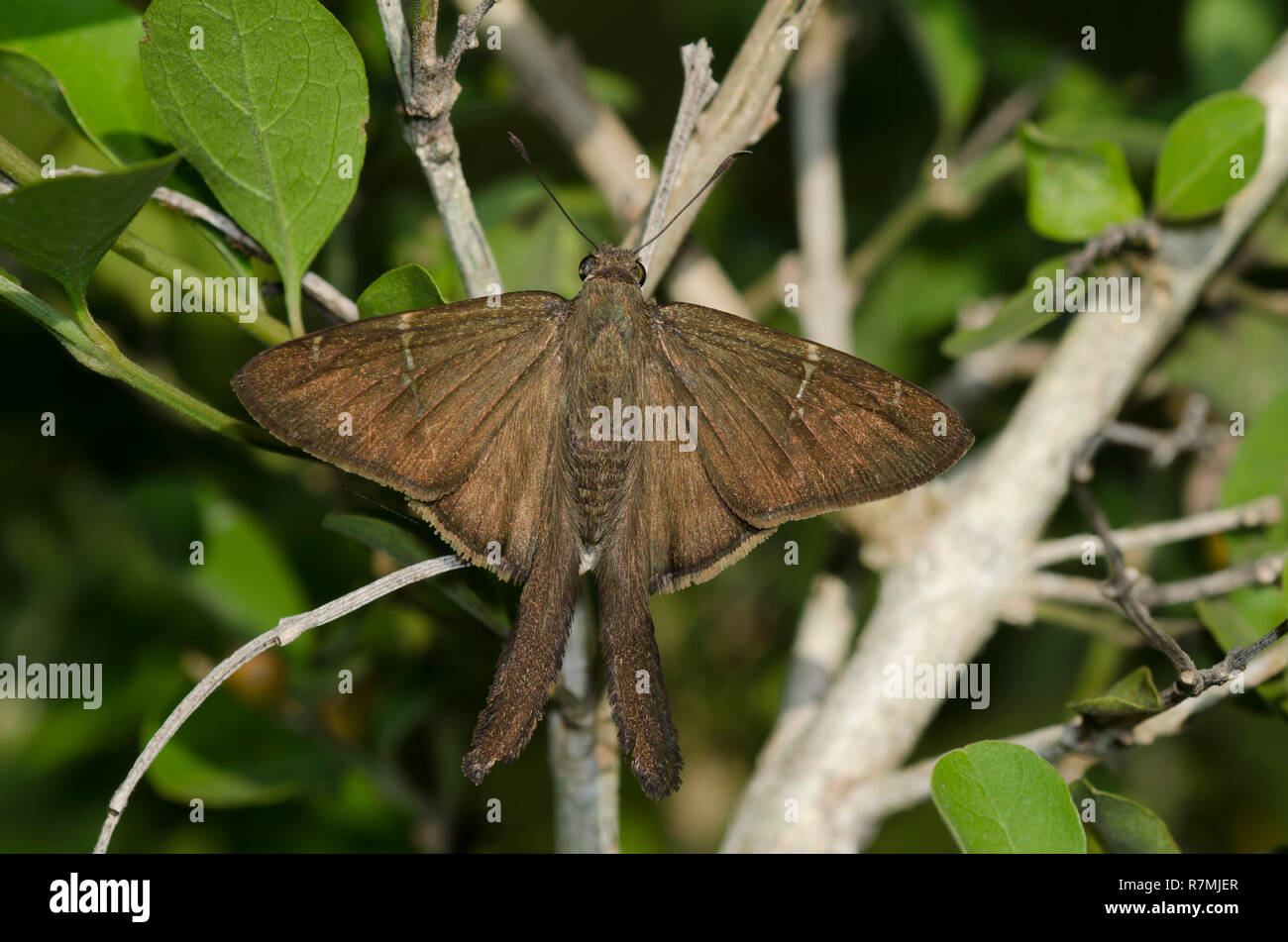 Urbanus procne hi-res stock photography and images - Alamy