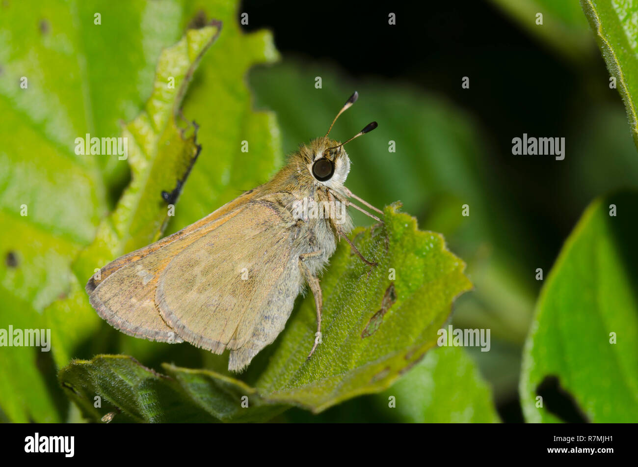 Sachem hi-res stock photography and images - Alamy