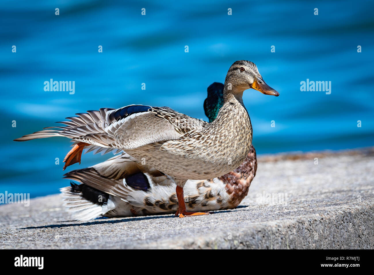 Couple of ducks on a rock enjoying the sun in a beautifl spring morning ...