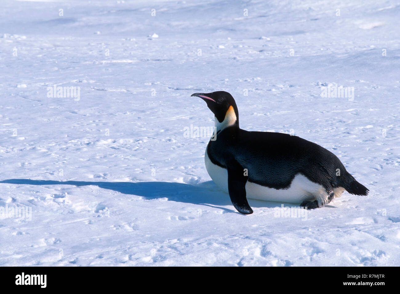 Emperor penguin full body hi-res stock photography and images - Alamy