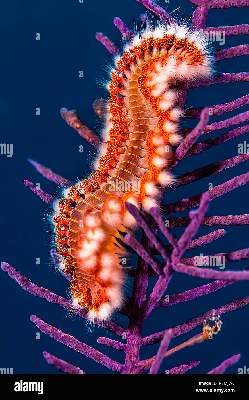 Underwater fire worm hi-res stock photography and images - Alamy