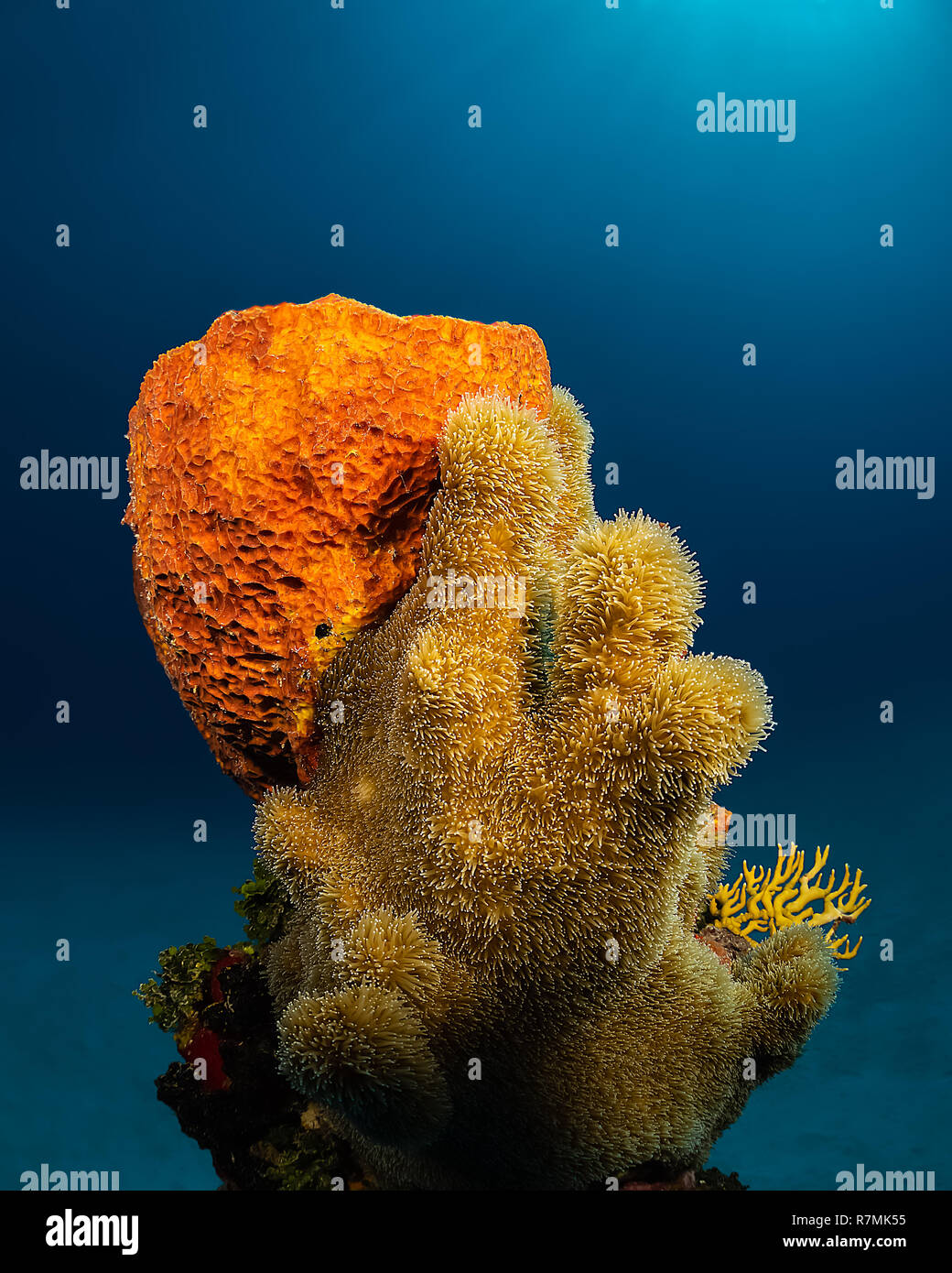 Tropical soft coral and sponges formin a pinnacle Stock Photo - Alamy