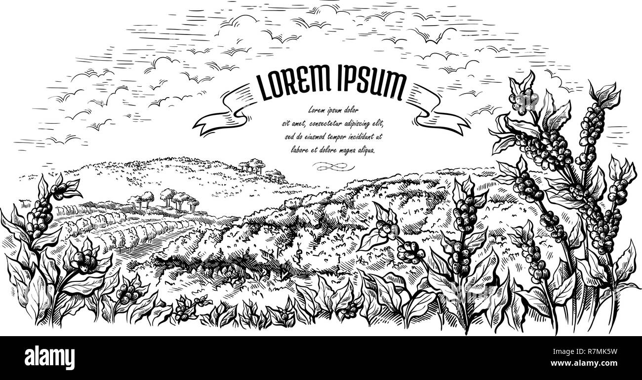 coffee plantation landscape in graphic style hand-drawn vector ...