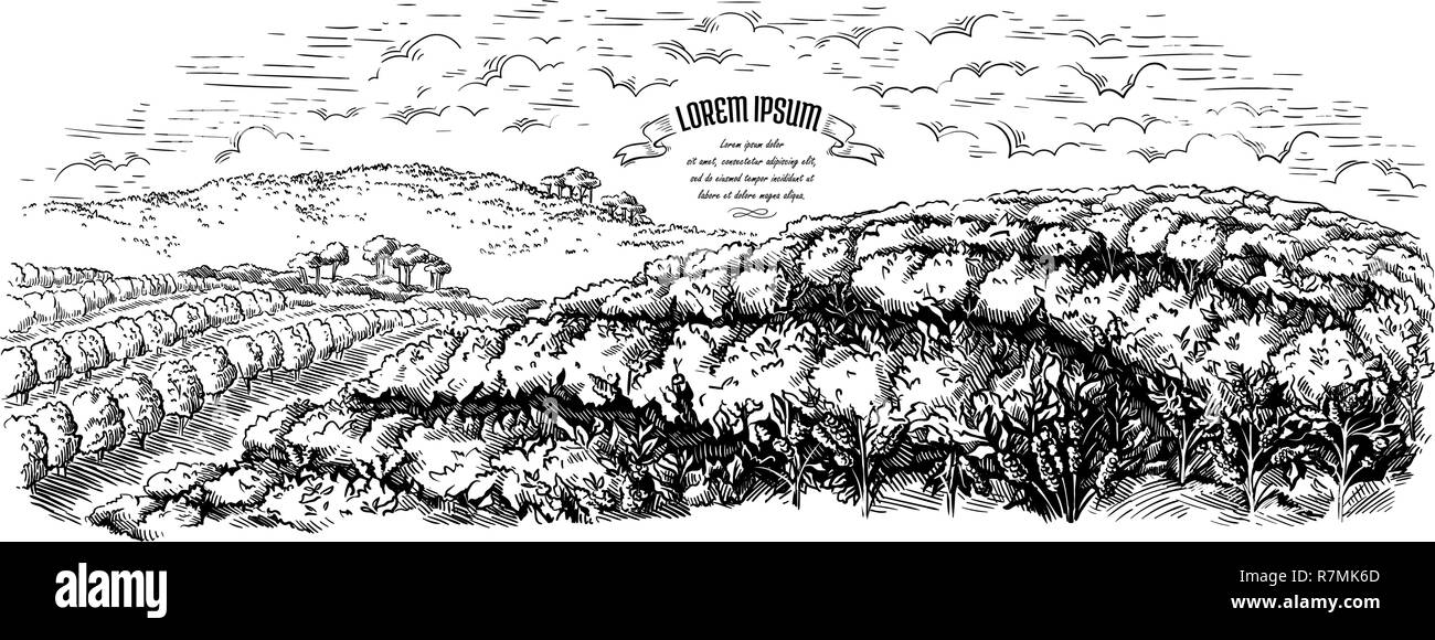 coffee plantation landscape in graphic style hand-drawn vector ...