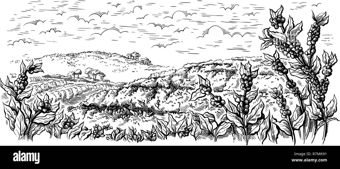 coffee plantation landscape in graphic style hand-drawn vector ...