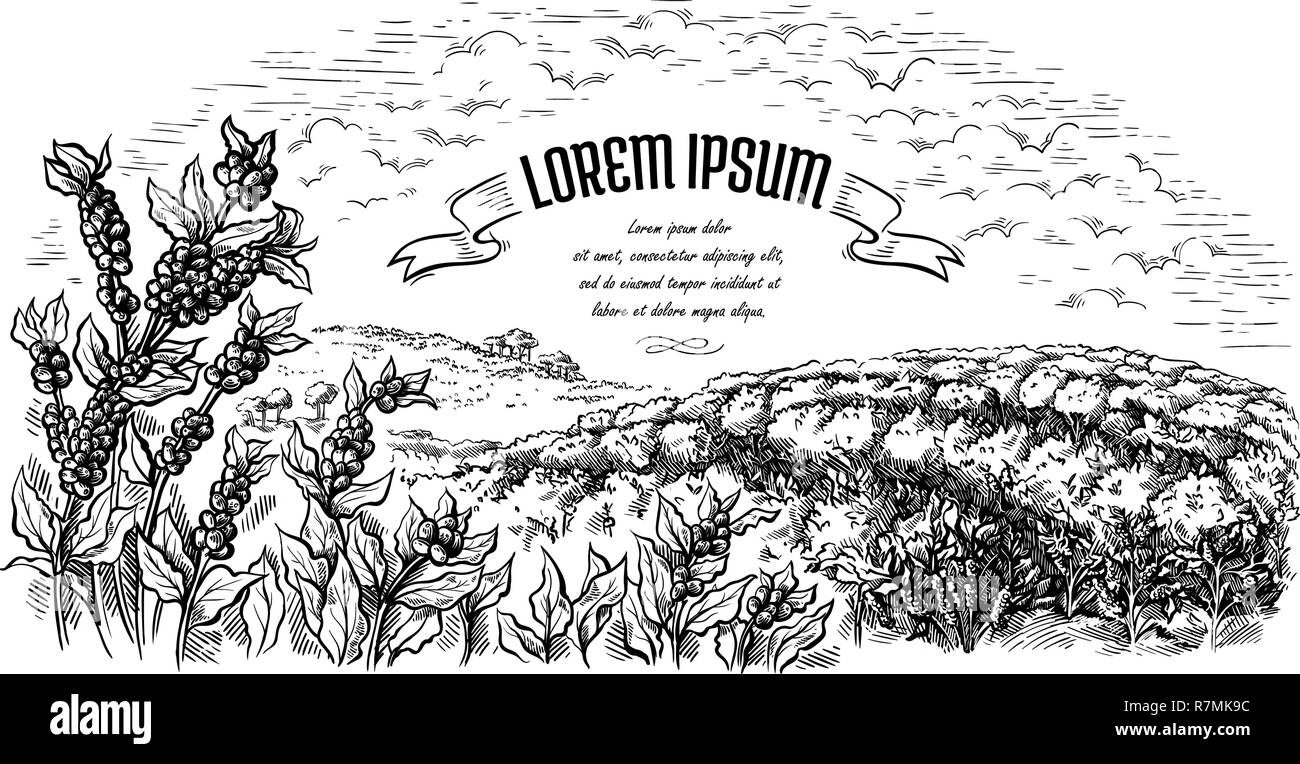 coffee plantation landscape in graphic style hand-drawn vector ...