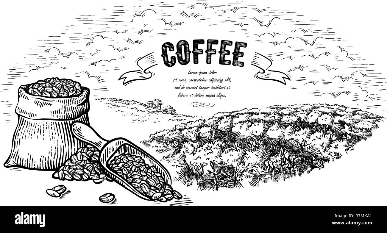 Coffee Plantation Illustration