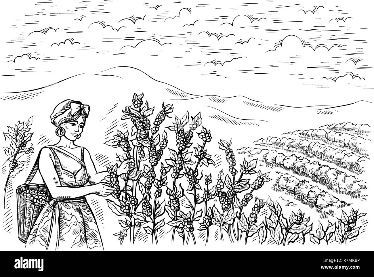 Coffee plantation Black and White Stock Photos & Images - Alamy