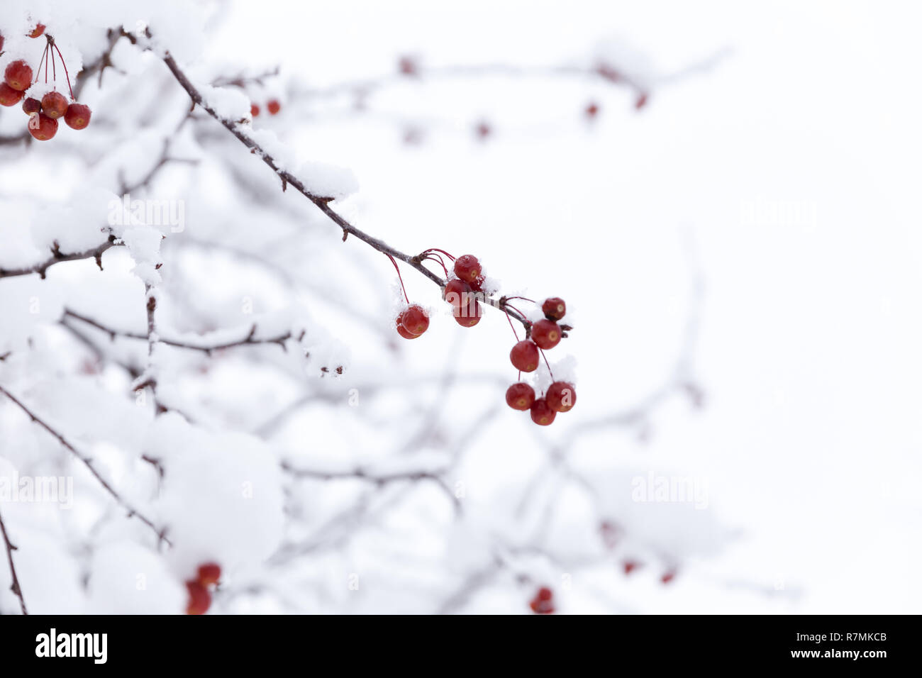 Bright red berries or fruits on branches of tree with white snow Stock ...
