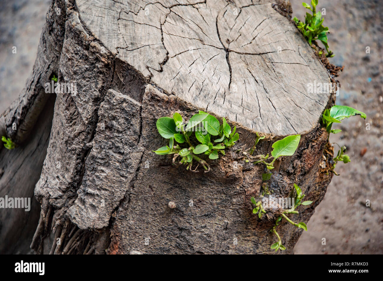 Dried Stem High Resolution Stock Photography and Images - Alamy
