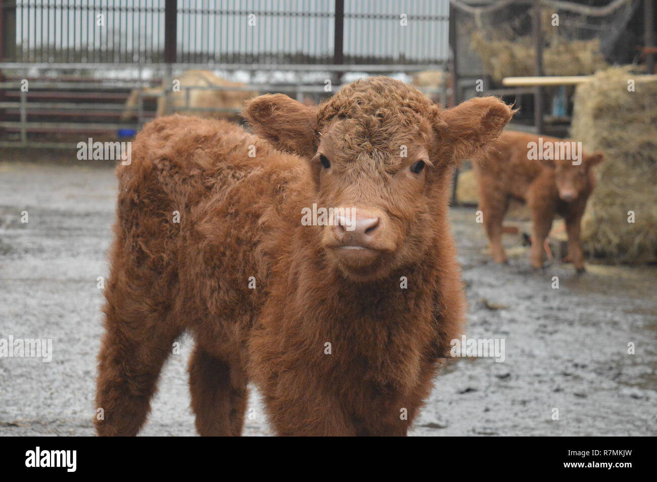 Young calf standing Stock Photo - Alamy