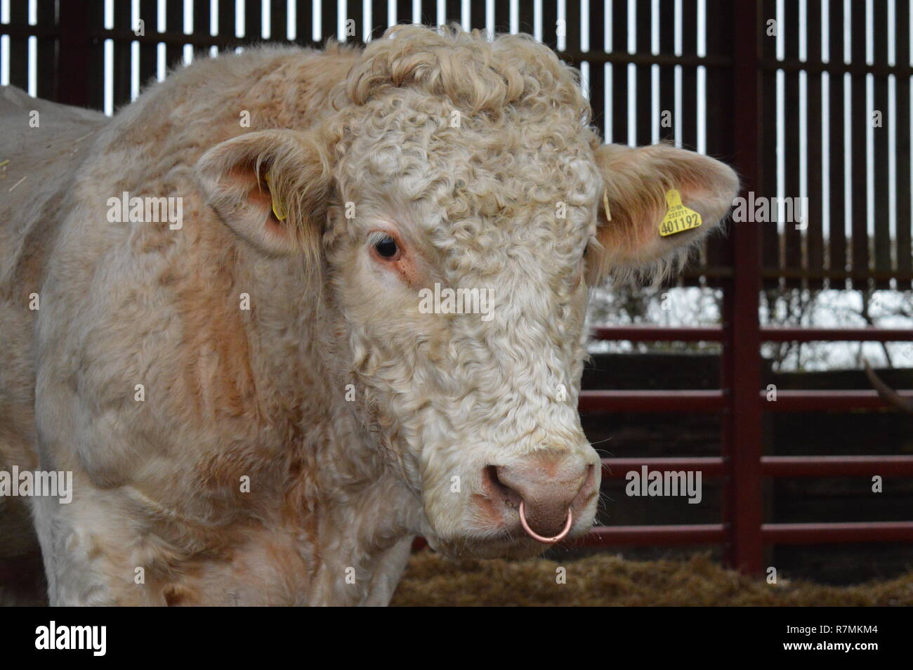 British white bull hi-res stock photography and images - Alamy