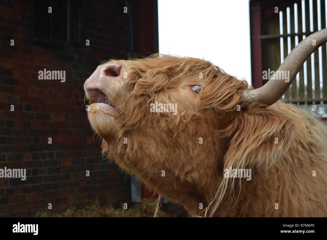 Mooing highland cow Stock Photo - Alamy