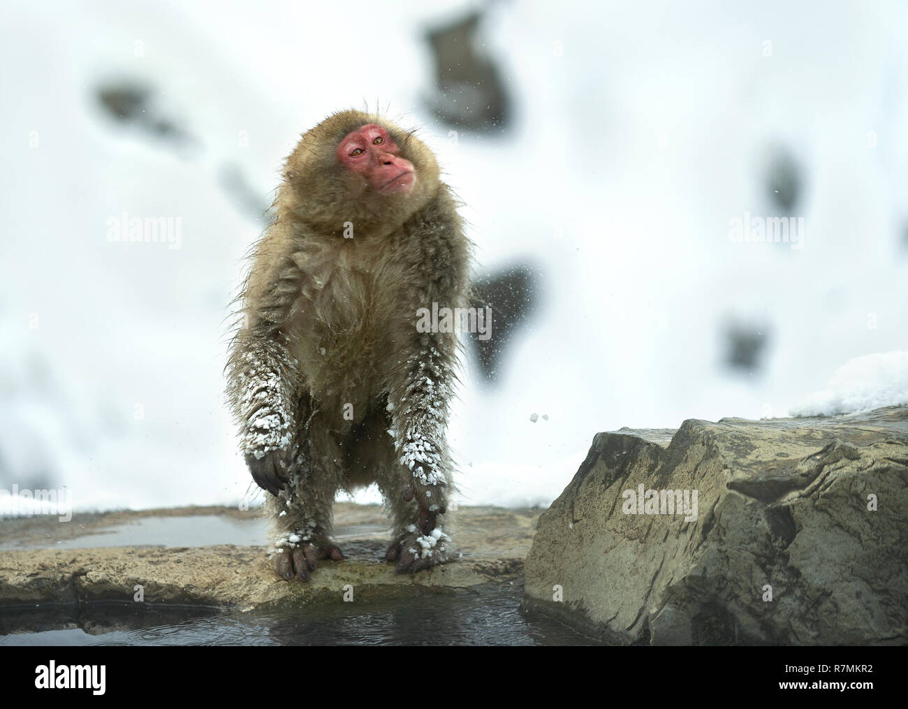 Animals at cold hi-res stock photography and images - Alamy