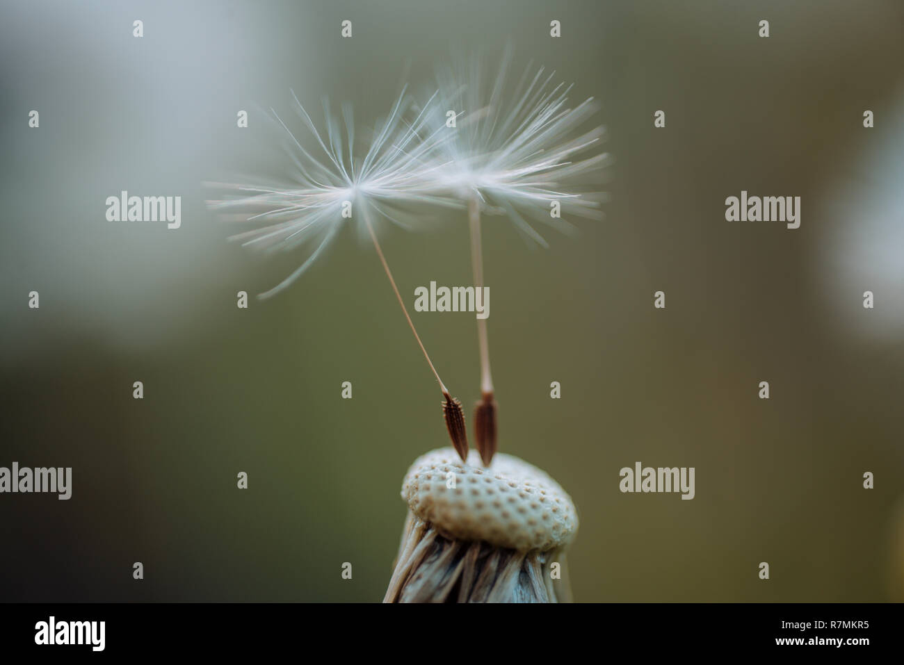 Merging with nature. Flowering plant. Wild dandelion on summer day ...